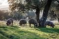 29 Sounds Pigs Make and What Each Means (It’s Not Just Oink!) - A-Z Animals