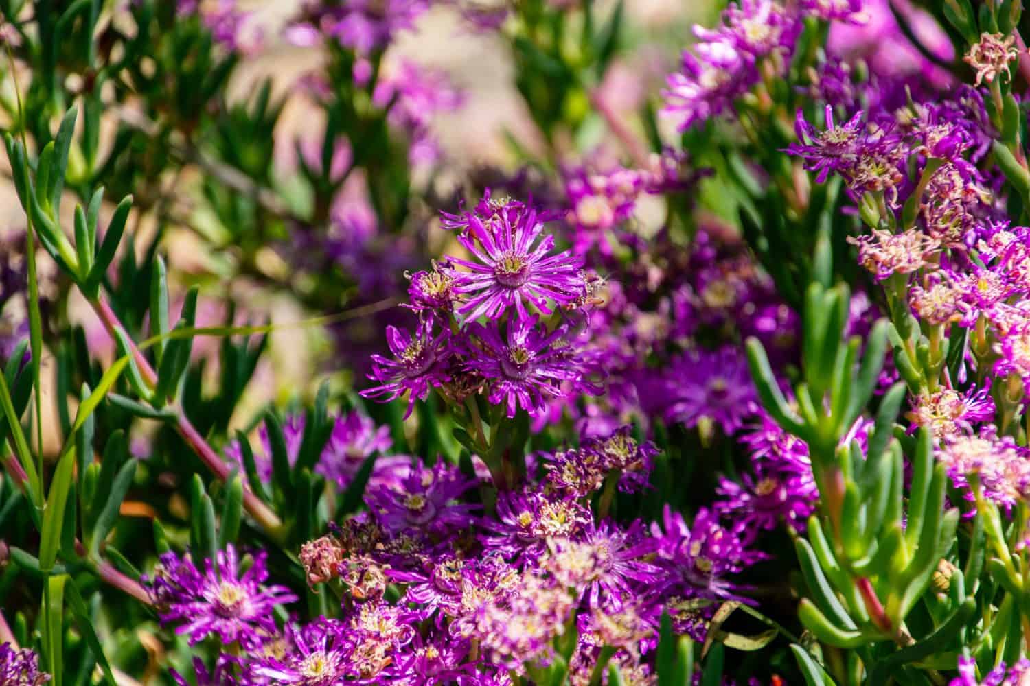 12 Cold Hardy Succulents for Winter Gardening - A-Z Animals