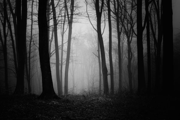 6 West Virginia Cryptids: Appearance, Behavior, and Location - A-Z Animals