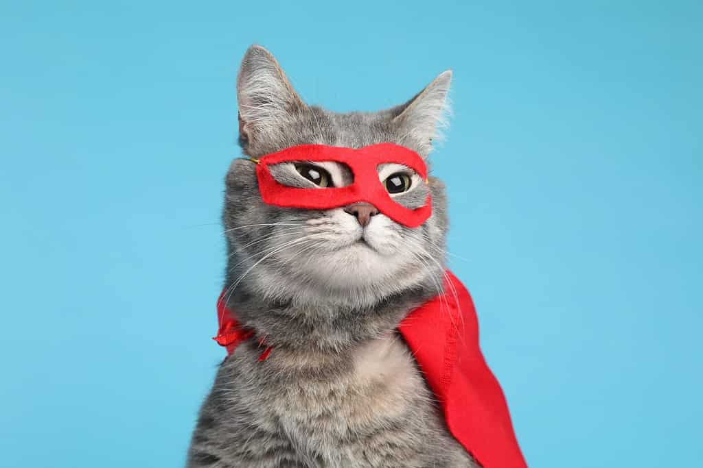 The 176 Best Marvel-Inspired Cat Names - A-Z Animals