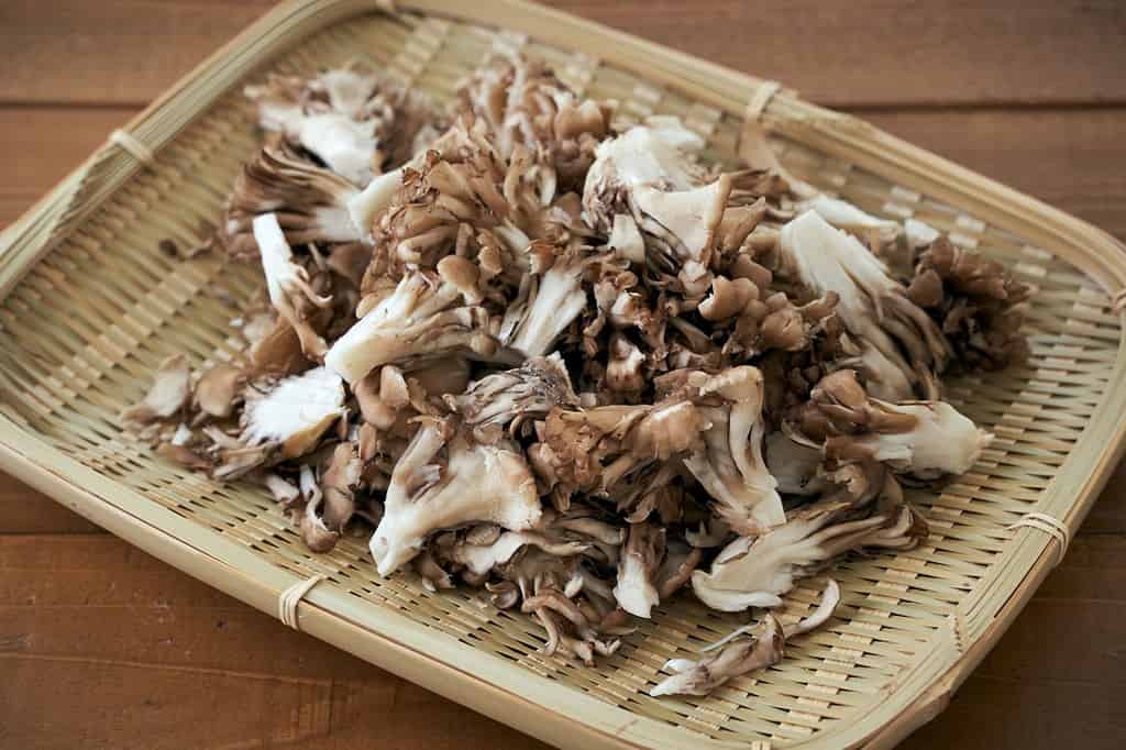 Maitake Mushroom vs Shiitake: 7 Key Differences - A-Z Animals