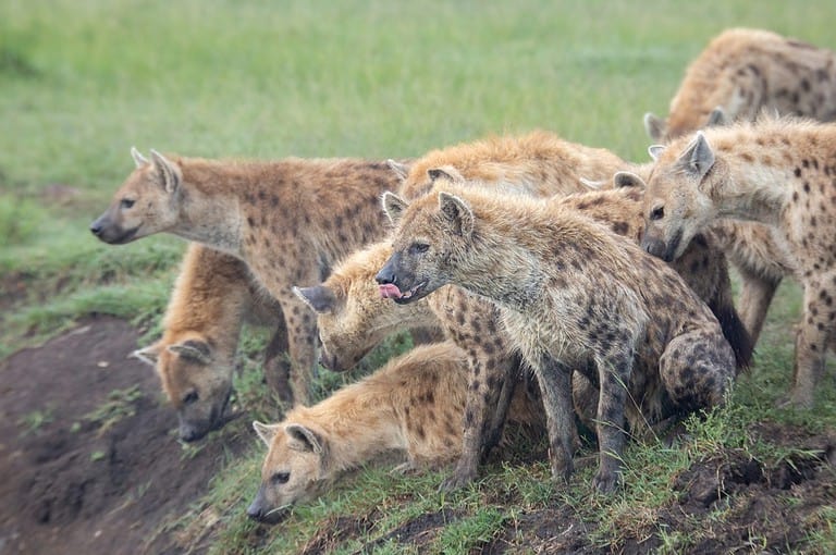 See the Heart-Pumping Video of Genius Buffalo Protecting Their Young ...