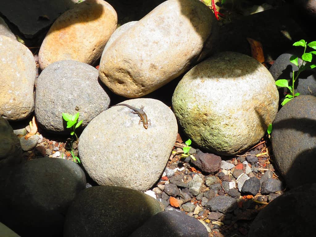 Baby Salamander: 7 Pictures and Incredible Facts - A-Z Animals