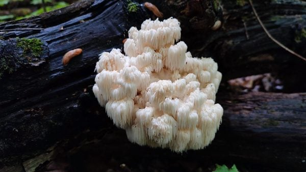 All About Bear's Head Tooth Mushrooms - A-Z Animals