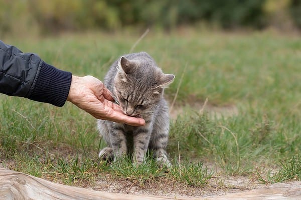 6 Steps to Take to Successfully Befriend a Stray Cat - A-Z Animals
