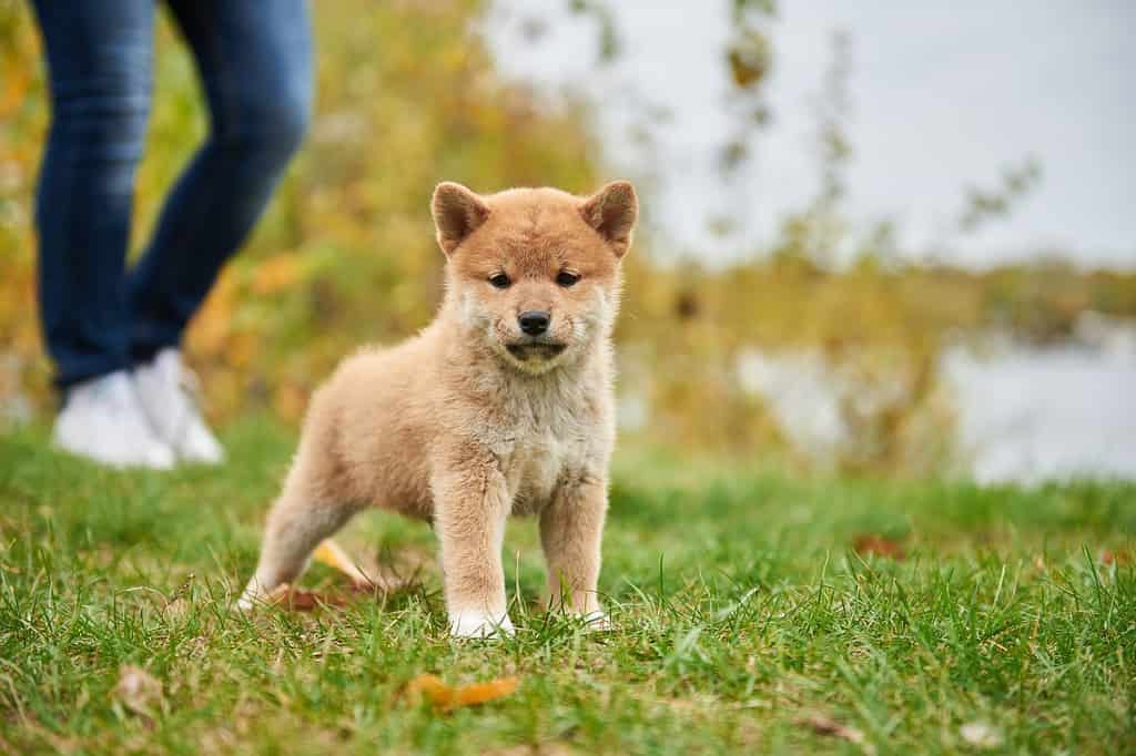 Shiba Inu Puppies: Pictures, Adoption Tips, and More! - A-Z Animals