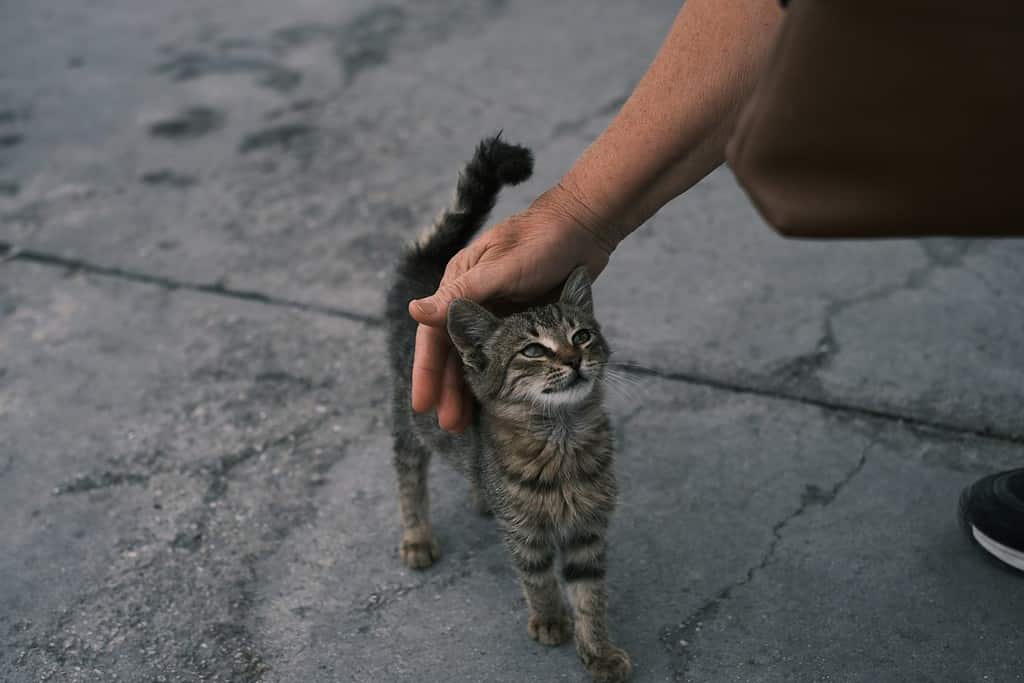 6 Steps to Take to Successfully Befriend a Stray Cat - A-Z Animals