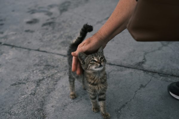 6 Steps to Take to Successfully Befriend a Stray Cat - A-Z Animals