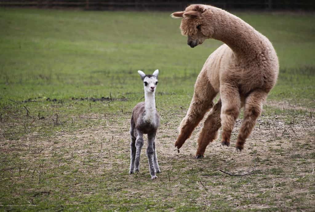 Baby Alpaca Noises