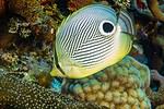 The Complete Guide to Wildlife at Biscayne National Park - A-Z Animals