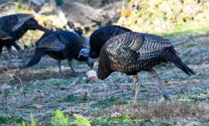 What Do Wild Turkeys Eat In The Winter? 8 Common Foods - A-Z Animals