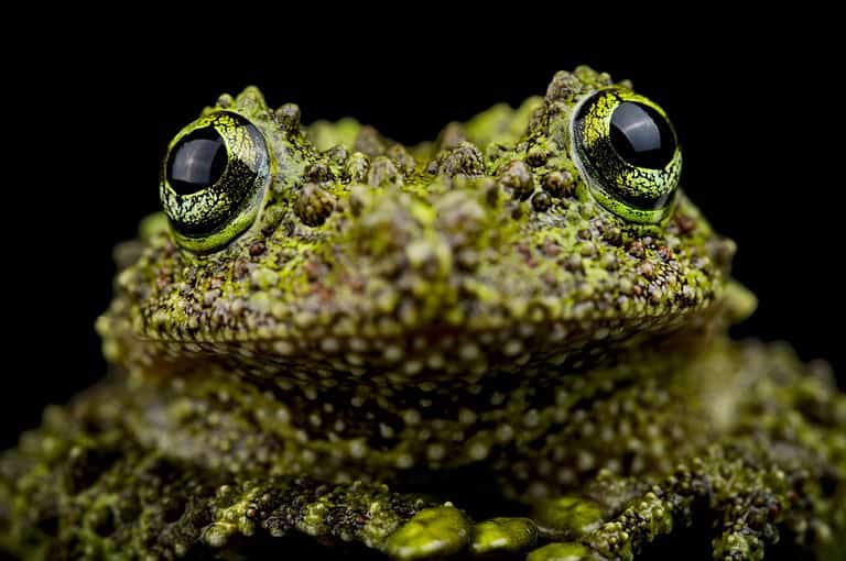 Field Guide to the Loveland Frogman: Appearance, Behavior, Location - A ...