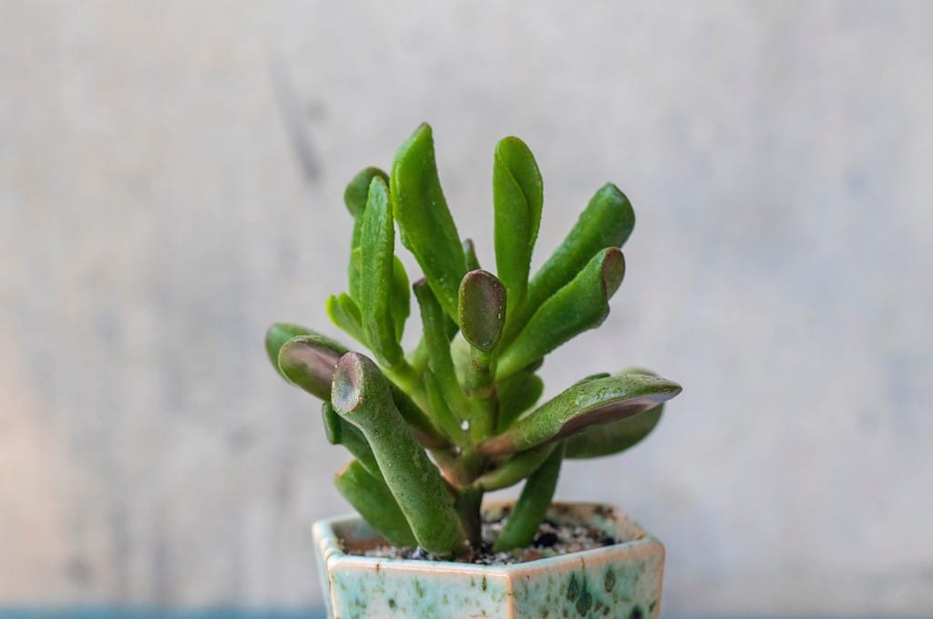Ogre Ears Succulent: Care and Growth Tips -A-Z Animals