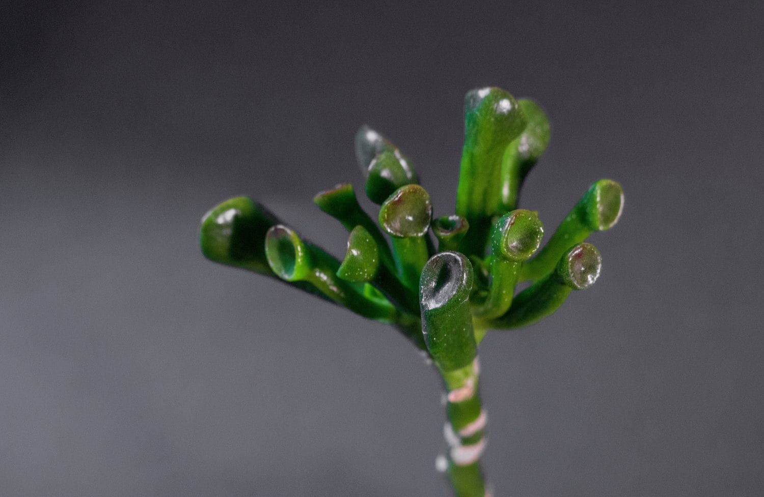 Ogre Ears Succulent: Care and Growth Tips -A-Z Animals