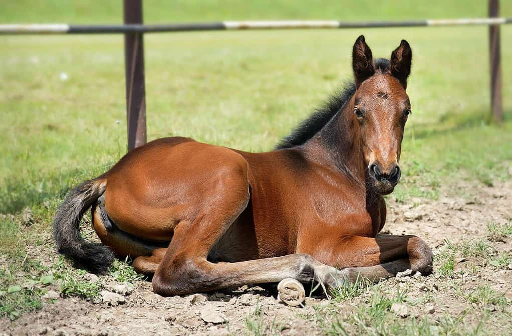 What's Up With Newborn Horse Hooves? - A-Z Animals