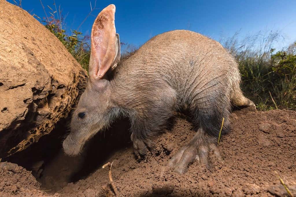 Baby Aardvark: 10 Pictures and 6 Amazing Facts - A-Z Animals