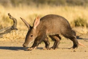 These Are the Most Shy Animals in the World - A-Z Animals