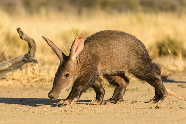 Baby Aardvark: 10 Pictures and 6 Amazing Facts - A-Z Animals