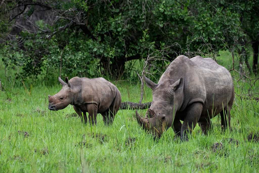 Male vs Female Rhinos: 7 Key Differences - A-Z Animals