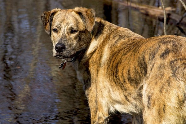 Catahoula Leopard Dog Colors: Rarest to Most Common - A-Z Animals