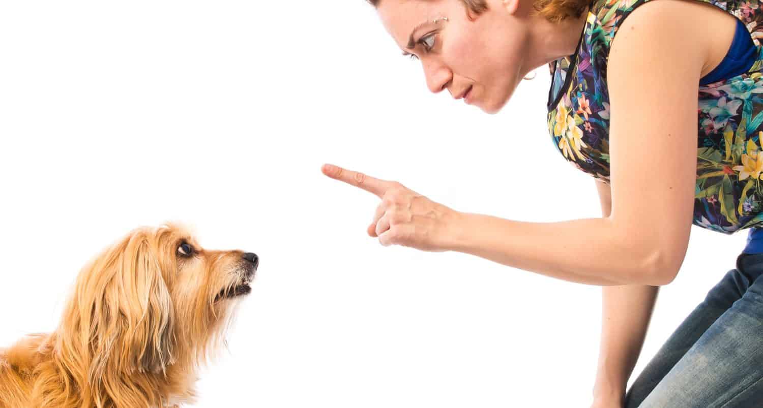 Pet Peeves: 11 Things You Do That Your Dog Hates - A-Z Animals