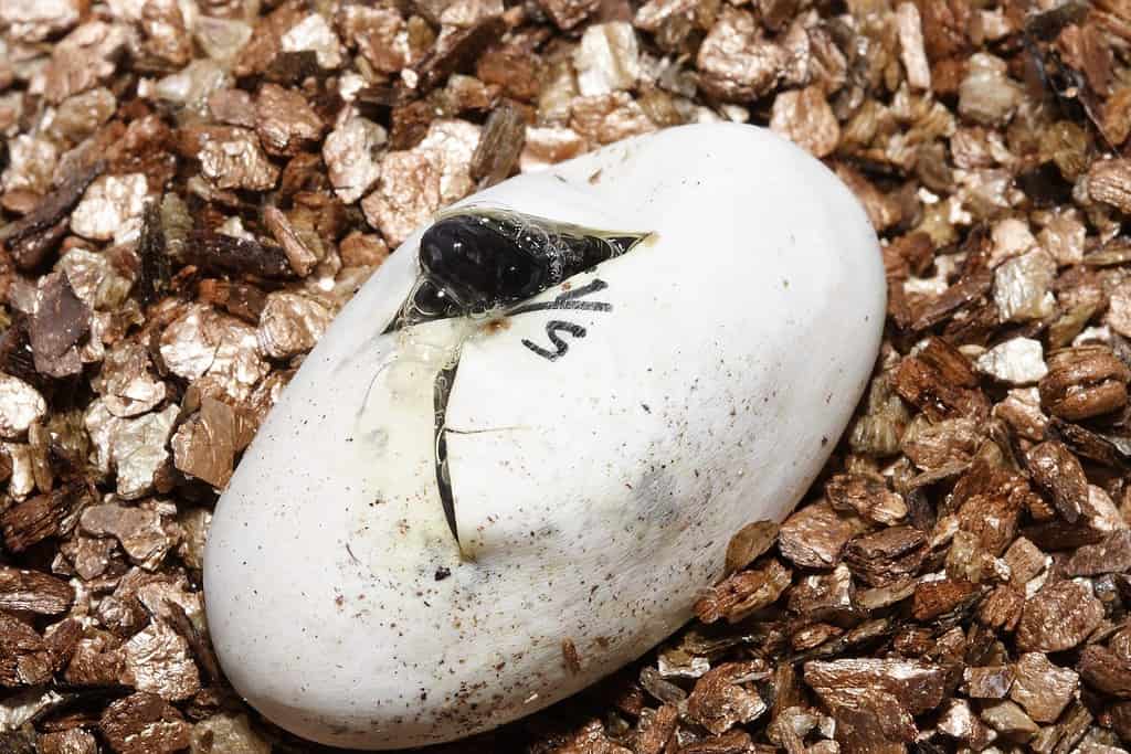 Baby King Snake: 7 Pictures and 7 Incredible Facts - A-Z Animals