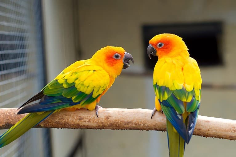 Male vs. Female Sun Conures: Key Differences - A-Z Animals