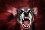 Hellhounds and the Hound of Heaven: Meaning and Symbolism - A-Z Animals