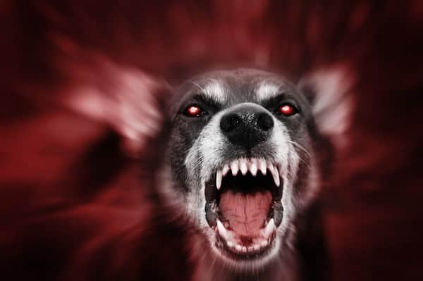 Hellhounds and the Hound of Heaven: Meaning and Symbolism - A-Z Animals