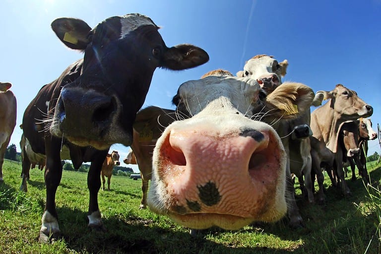 Do Cows Have Best Friends? Here's How They Build Strong Bonds