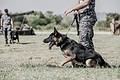 The Most Common Police Dog Breeds Around the World - A-Z Animals