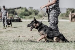 The Most Common Police Dog Breeds Around the World - A-Z Animals