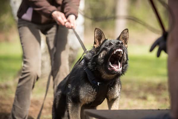 The Most Common Police Dog Breeds Around the World - A-Z Animals