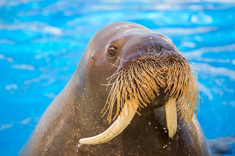 The Complete List of 40 Animals with Whiskers (and Why They Have Them ...