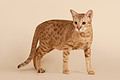 The 9 Spotted Cat Breeds and Where They Came From - A-Z Animals