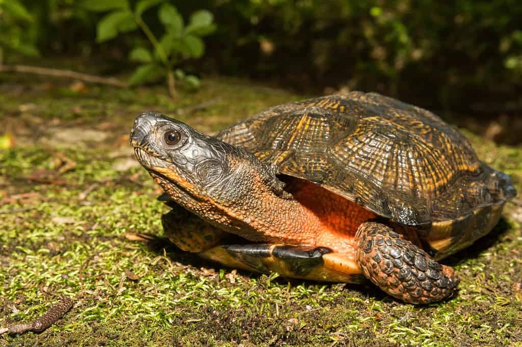 The Complete List of All 13 Turtles Found in Pennsylvania - A-Z Animals