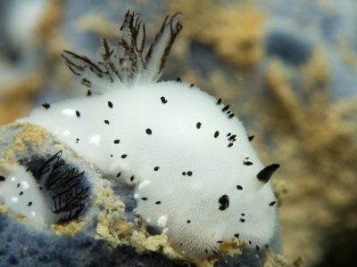 Are Sea Bunnies Real? Diving into the Myth and Magic of these ...