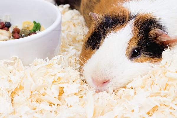19 of the Most Calming Pets You Can Own - A-Z Animals Slideshows