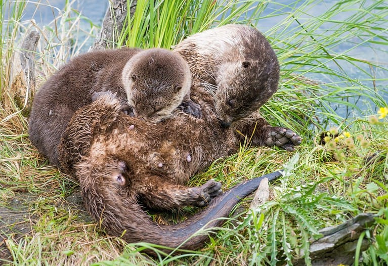 Male vs Female Otters: 4 Key Differences - A-Z Animals