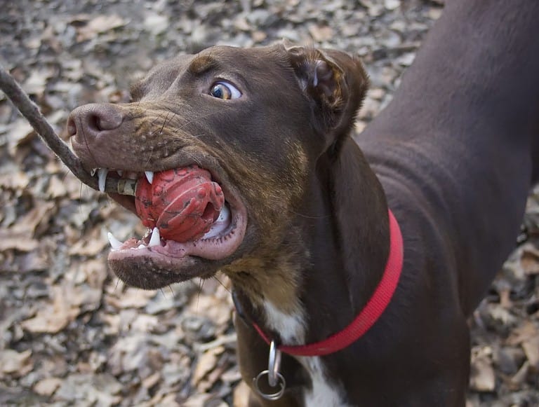 Catahoula Leopard Dog Colors: Rarest to Most Common - A-Z Animals