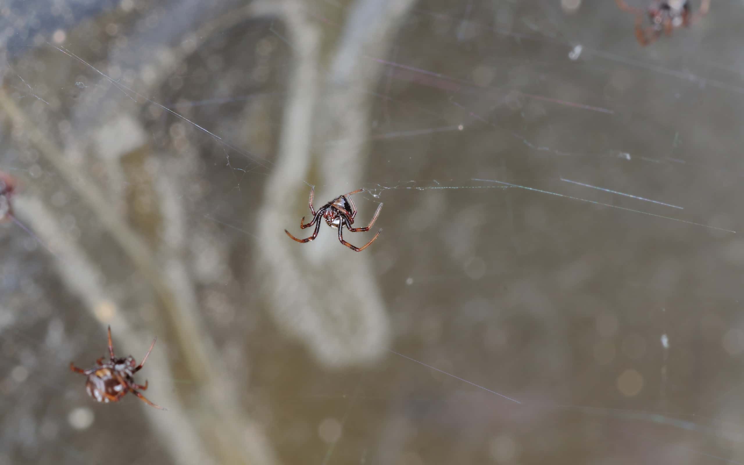 How Spiders Avoid Getting Trapped in Their Own Webs - A-Z Animals