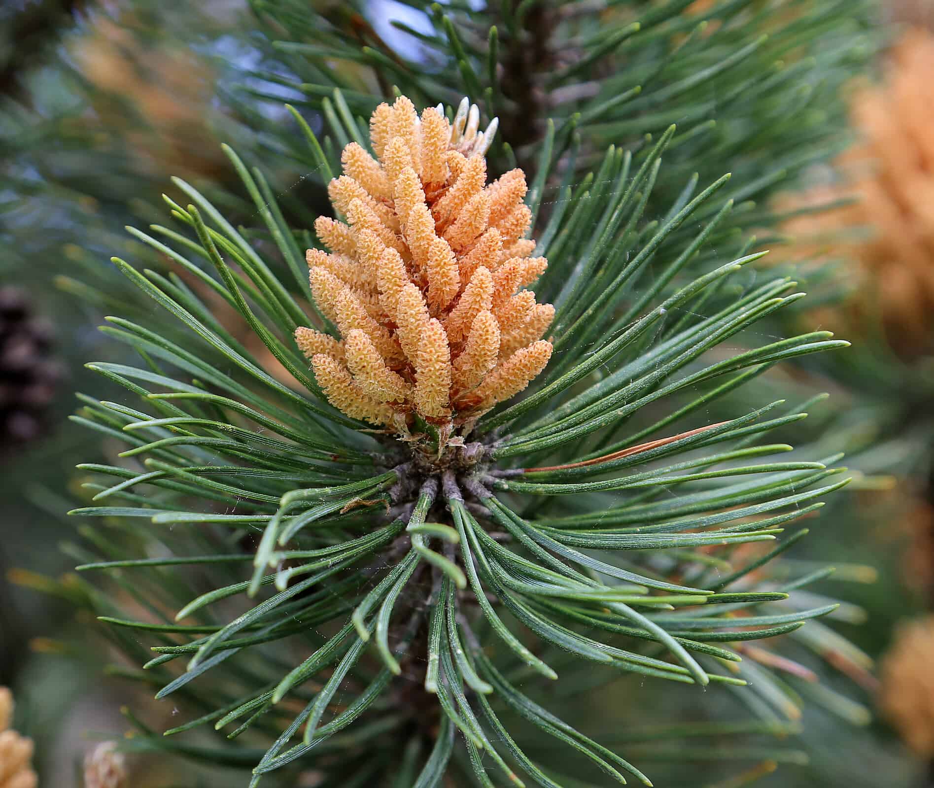 10 Types of Pine Cones - Shapes, Sizes and Colors - A-Z Animals