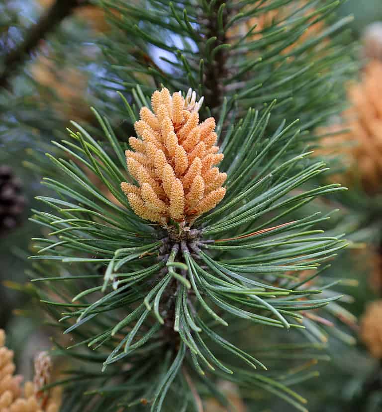 10 Types of Pine Cones - Shapes, Sizes and Colors - A-Z Animals