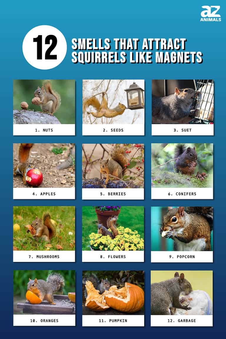 Discover 12 Smells that Attract Squirrels Like Magnets - A-Z Animals