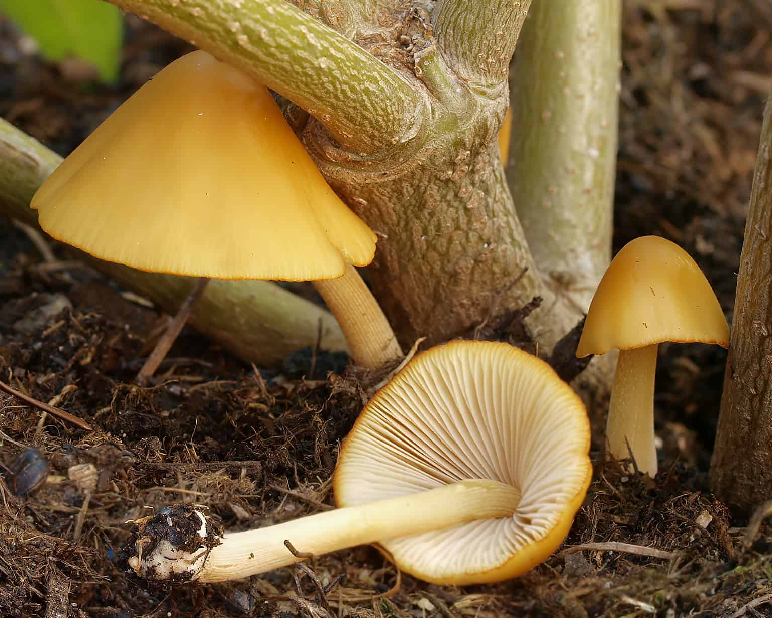 3 Types of Mushrooms in Your Houseplants - A-Z Animals