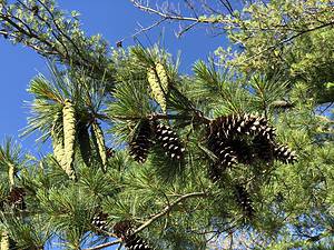 10 Types of Pine Cones - Shapes, Sizes and Colors - A-Z Animals