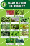 13 Plants that Look Like Poison Ivy... But Are Totally Different - A-Z ...