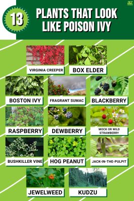 13 Plants that Look Like Poison Ivy... But Are Totally Different - A-Z ...
