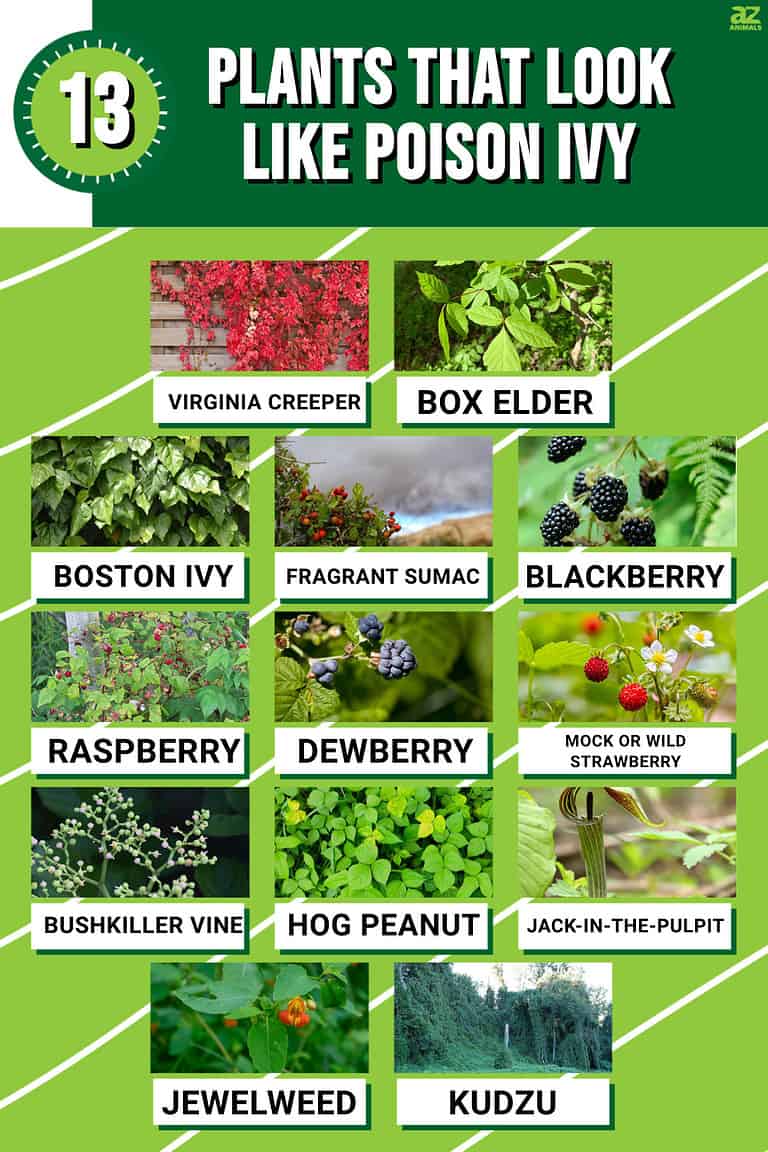 13 Plants that Look Like Poison Ivy... But Are Totally Different - A-Z ...