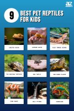 The 9 Best Reptile Pets for Kids (Safe and Low Maintenance!) - A-Z Animals